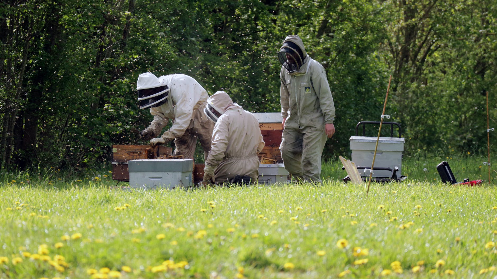 Beekeeping Clubs in Central South Carolina - Honey Top Bees