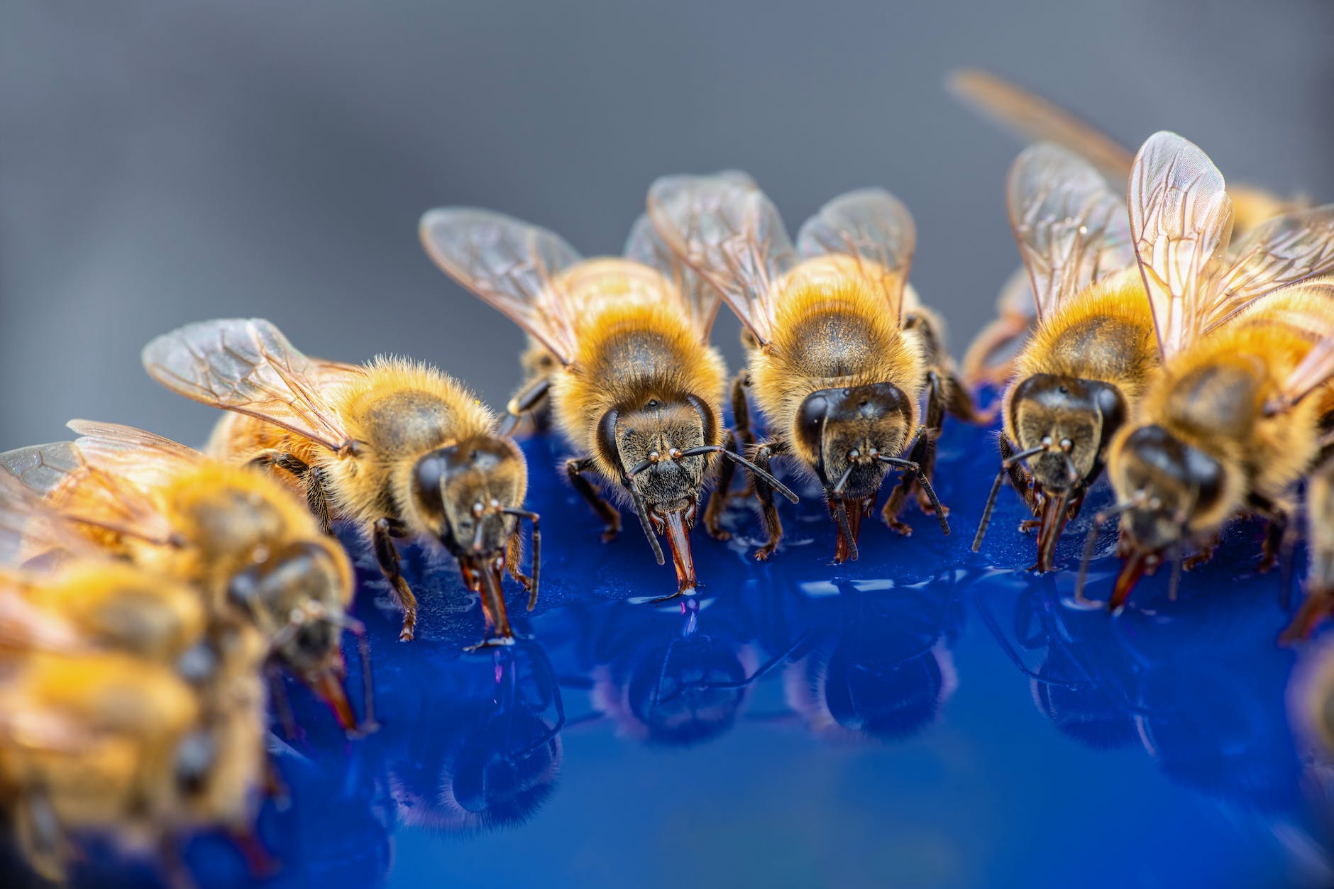 How and Why you need to mark your queen bee – Honey Top Bees – Chapin SC