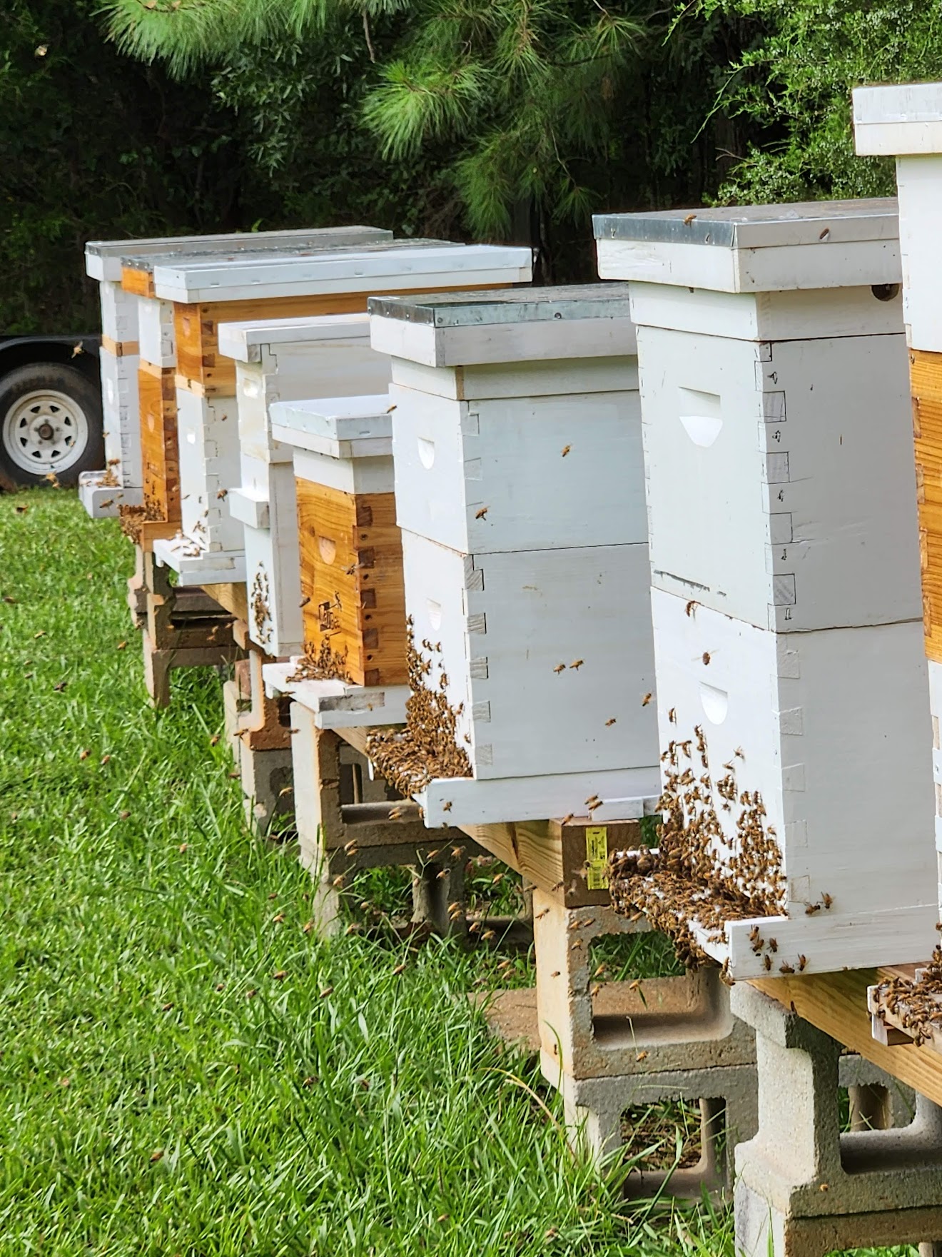 Rays Beginners Beekeeping Course Over 4 hours of teaching. - Honey Top Bees