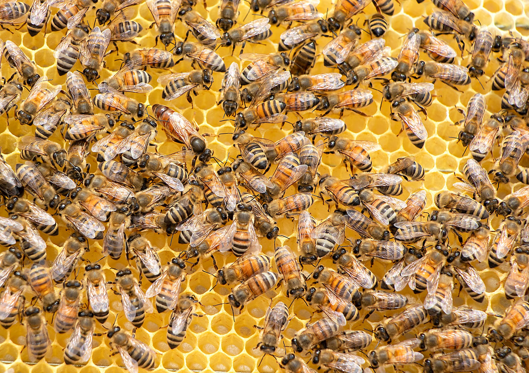 How and Why you need to mark your queen bee - Honey Top Bees