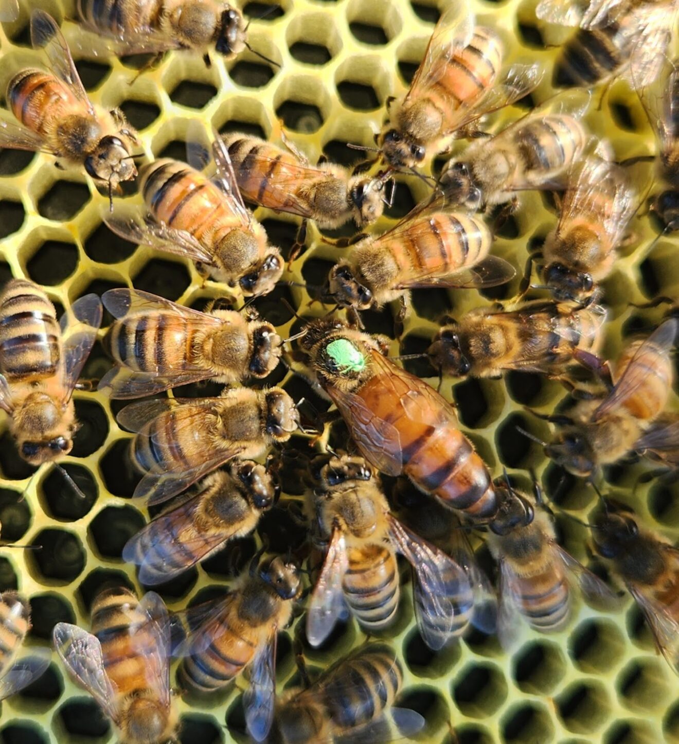 What Do The Queen Bee's Attendants Do? - Honey Top Bees