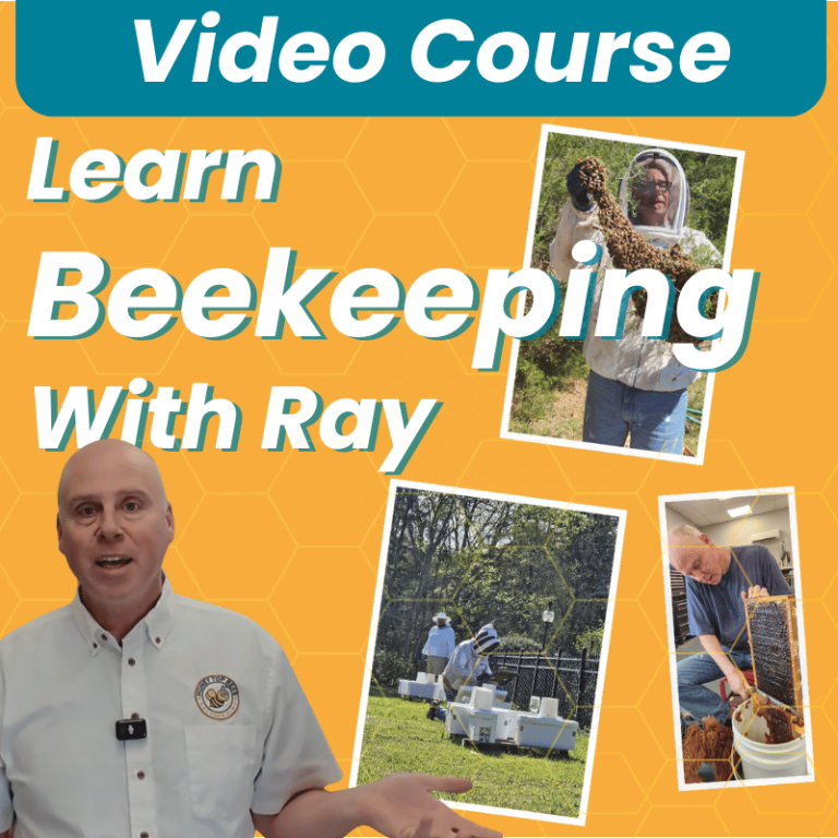 Beekeeping Classes - In person or online - Honey Top Bees